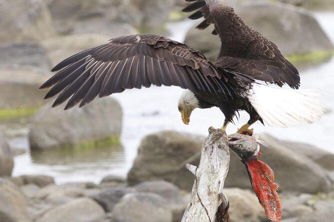 Chilkoot Wilderness and Wildlife Viewing - 6.5 hrs from Skagway - Who Will Love This Tour?