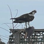 Chincoteague and Assateague Birdwatching Boat Tour - Value and Practical Considerations