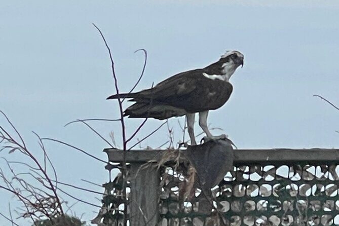 Chincoteague and Assateague Birdwatching Boat Tour - Value and Practical Considerations