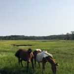 Chincoteague's Up The Bay Pony and Wildlife Tour by Boat - Who Will Love This Tour?