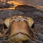 Circle Island tours - swim with turtles,Private & Small Group Tours - Expect the Unexpected: Wildlife & Hidden Spots