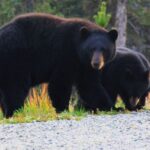 City and Mountain Summit Shore Excursion in Skagway - Why Travelers Love This Tour