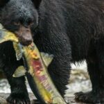 City Highlights Totem Parks and Sightseeing - Transportation and Group Size: Why They Matter