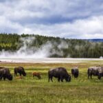 Classic Yellowstone National Park Lower Loop Picnic Lunch Tour - Transportation, Timing, and Overall Experience