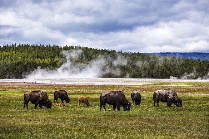 Classic Yellowstone National Park Lower Loop Picnic Lunch Tour - Transportation, Timing, and Overall Experience