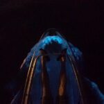 Clear Kayak Bioluminescence Tour - An In-Depth Look at the Bioluminescence Experience