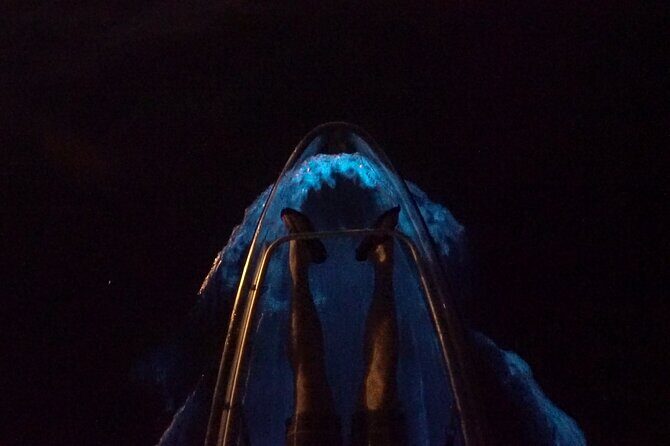 Clear Kayak Bioluminescence Tour - An In-Depth Look at the Bioluminescence Experience
