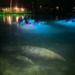 Clear Kayak Manatee Viewing Sunset and Glow Tour of Crystal River - Practical Tips for Travelers