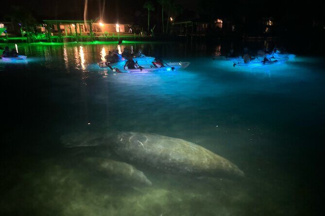 Clear Kayak Manatee Viewing Sunset and Glow Tour of Crystal River - Practical Tips for Travelers