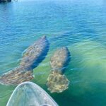 Clear Kayak Tour of Crystal River - What To Expect During Your Paddle