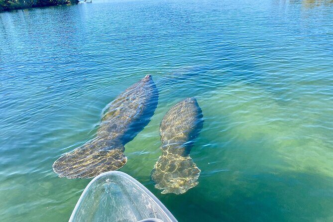 Clear Kayak Tour of Crystal River - What To Expect During Your Paddle