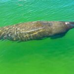 Clear/Standard Kayak Self Guided Island EcoTour Bonita Springs! - Who’s This Tour Best For?