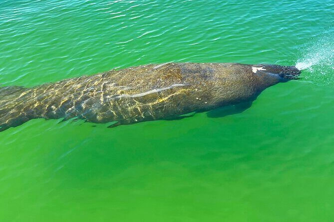 Clear/Standard Kayak Self Guided Island EcoTour Bonita Springs! - Who’s This Tour Best For?