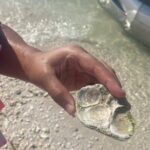 Clearwater Beach Pontoon Tours - Summary: The Best of Clearwater Coastal Waters