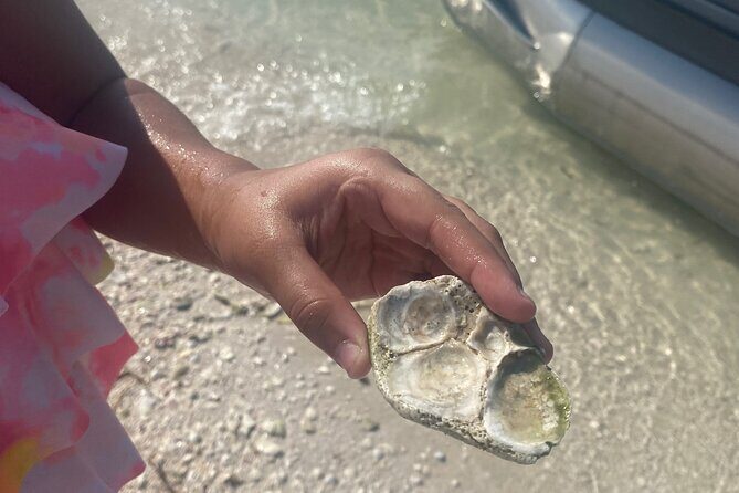 Clearwater Beach Pontoon Tours - Summary: The Best of Clearwater Coastal Waters