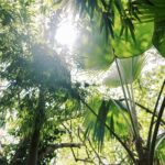 Cloud Forest Sanctuary Jungle Tour - Who Might Want to Consider Alternatives?