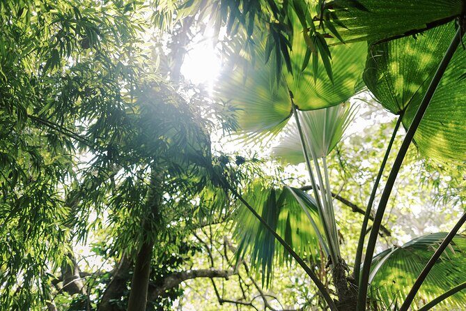 Cloud Forest Sanctuary Jungle Tour - Who Might Want to Consider Alternatives?