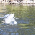 Cocoa Beach Dolphin Tours on the Banana River - The Itinerary: What to Expect on the Water
