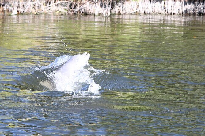 Cocoa Beach Dolphin Tours on the Banana River - The Itinerary: What to Expect on the Water