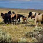 Cody: Red Canyon Wild Mustang Van or Bus Tour - Deep Dive into the Experience