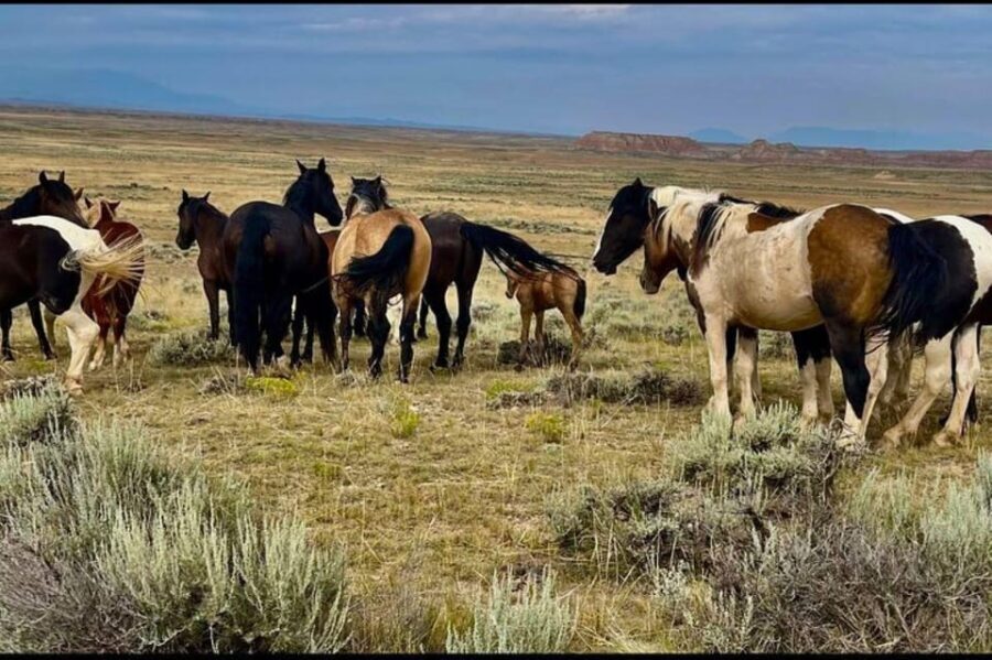 Cody: Red Canyon Wild Mustang Van or Bus Tour - Deep Dive into the Experience