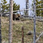 Cody: Yellowstone the Volcano All-Inclusive Lower Loop Tour - Practical Tips for Travelers