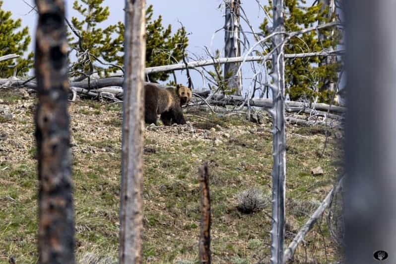 Cody: Yellowstone the Volcano All-Inclusive Lower Loop Tour - Practical Tips for Travelers