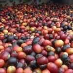 Coffee & Wine: North Route of Gran Canaria Tour - The Sum Up