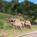 Colorado Springs: Garden of the Gods Luxury Jeep Tour - Authentic Insights from Reviewers