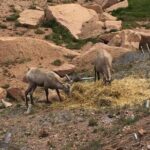 Colorado Springs Pikes Peak Luxury Jeep Tours - The Itinerary Breakdown: From Manitou Springs to the Summit and Back