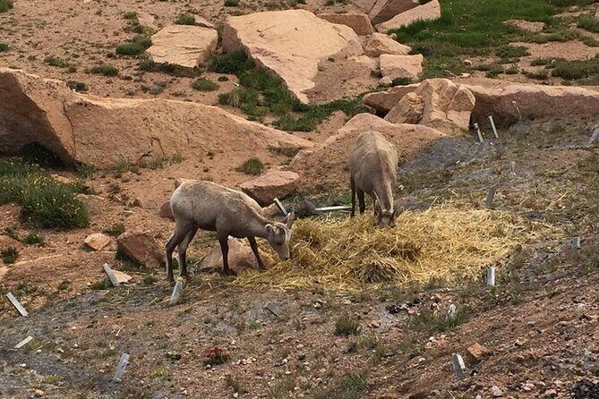 Colorado Springs Pikes Peak Luxury Jeep Tours - The Itinerary Breakdown: From Manitou Springs to the Summit and Back