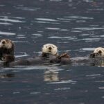 Columbia Glacier Cruise from Valdez - Cost and Value Analysis