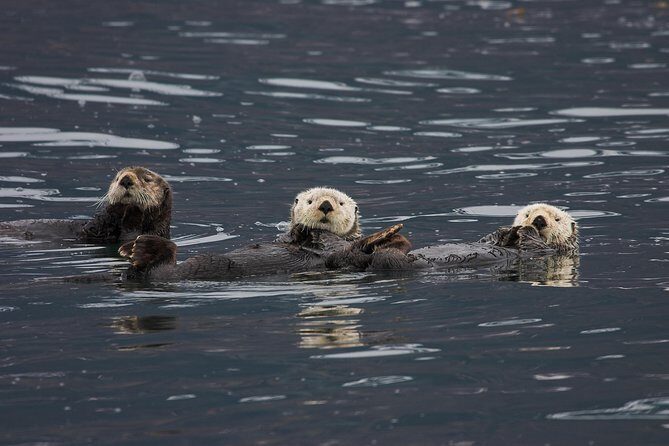 Columbia Glacier Cruise from Valdez - Cost and Value Analysis