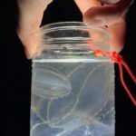 Comb Jelly Bioluminescence Kayak Tour - An In-Depth Look at the Comb Jelly Kayak Tour