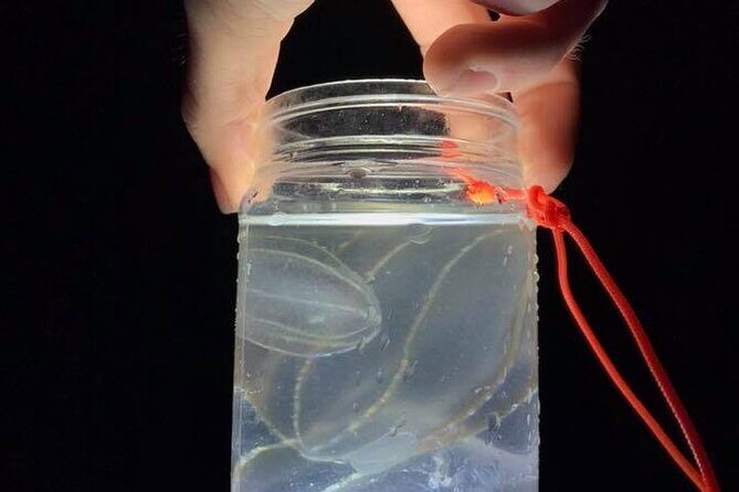 Comb Jelly Bioluminescence Kayak Tour - An In-Depth Look at the Comb Jelly Kayak Tour