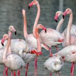 Combo: Cagliari Old Town and the Oasis of Flamingos - What You Can Expect from the Experience