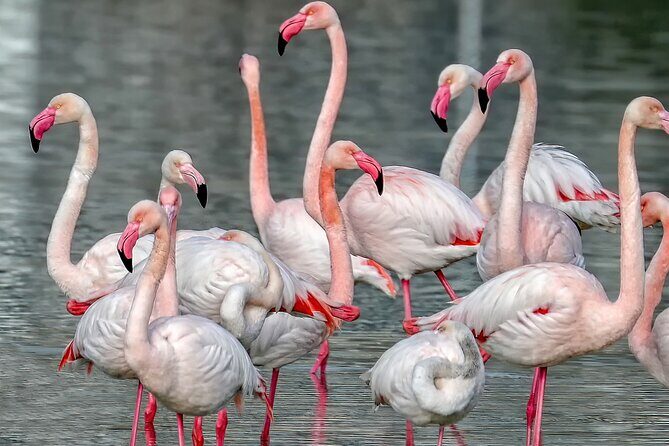 Combo: Cagliari Old Town and the Oasis of Flamingos - What You Can Expect from the Experience