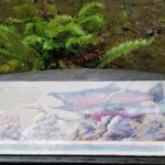 Combo Tour: Muir Woods, Sausalito and Sonoma Wine Country Tour - Final Thoughts: Is This Tour Worth It?
