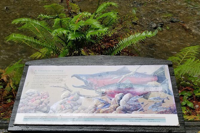 Combo Tour: Muir Woods, Sausalito and Sonoma Wine Country Tour - Final Thoughts: Is This Tour Worth It?