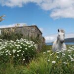 Connemara & Connemara National Park day tour from Galway. Guided. - Final Thoughts: Who is This Tour Best For?