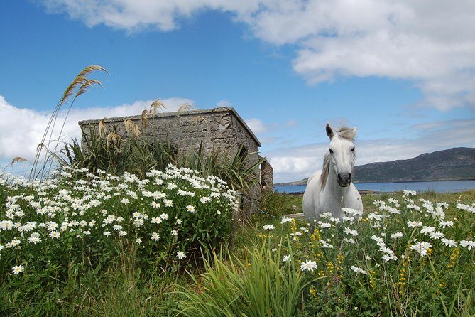 Connemara & Connemara National Park day tour from Galway. Guided. - Final Thoughts: Who is This Tour Best For?