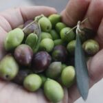 Cook with Locals | Cretan cooking Class at Archanes Village - Practical Details and Considerations