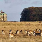 Copenhagen: Guided Tour Deer Park in Klampenborg - The Itinerary in Detail