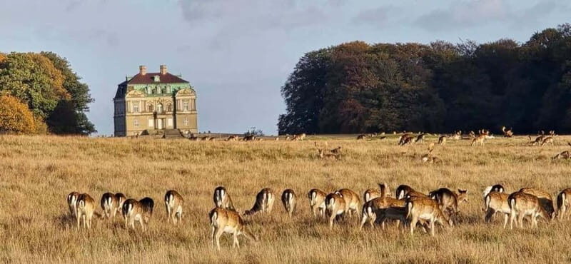 Copenhagen: Guided Tour Deer Park in Klampenborg - The Itinerary in Detail