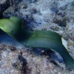 Coral Reef Half Day Snorkel Trip - What Travelers Are Saying