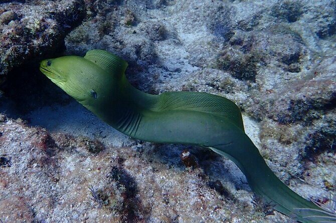 Coral Reef Half Day Snorkel Trip - What Travelers Are Saying