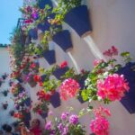 Cordoba's Authentic Patios: 2-Hour Tour with Tickets - Detailed Breakdown of Each Stop