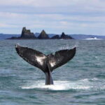Cork: Fastnet Rock Lighthouse and Cape Clear Island Tour - What Sets This Tour Apart