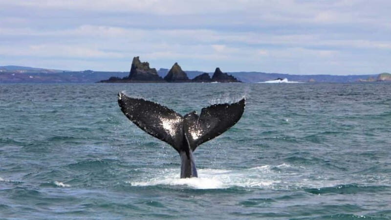 Cork: Fastnet Rock Lighthouse and Cape Clear Island Tour - What Sets This Tour Apart