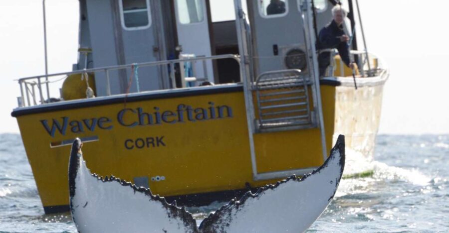 County Cork: Whale & Dolphin Watching Boat Trip - Who Should Consider This Tour?